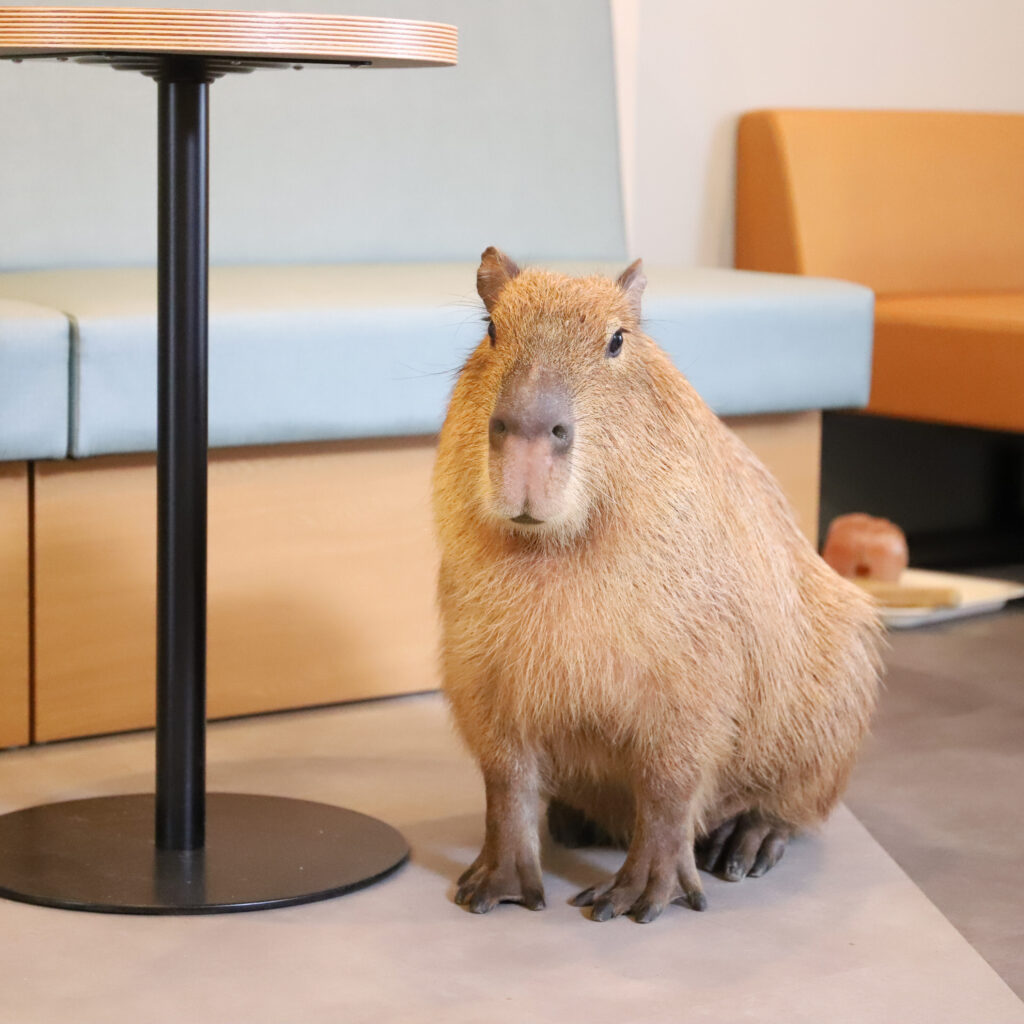 HOME (English) - cafe capyba (capybara cafe in TOKYO)