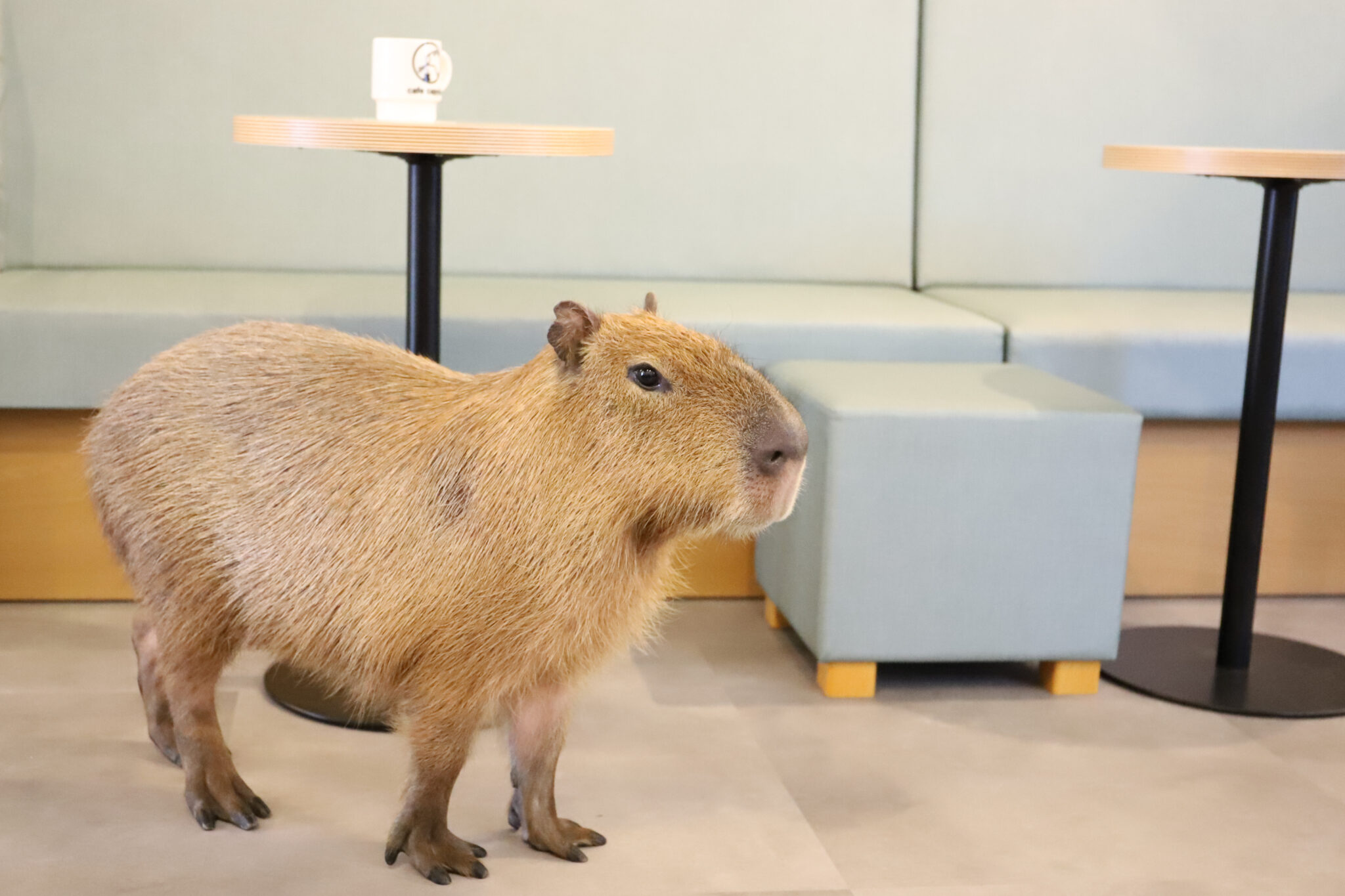 ご予約/RESERVATION - cafe capyba カピバラカフェ( capybara cafe in Tokyo）東京都墨田区