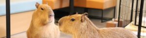 Store Information - capybara cafe in Tokyo