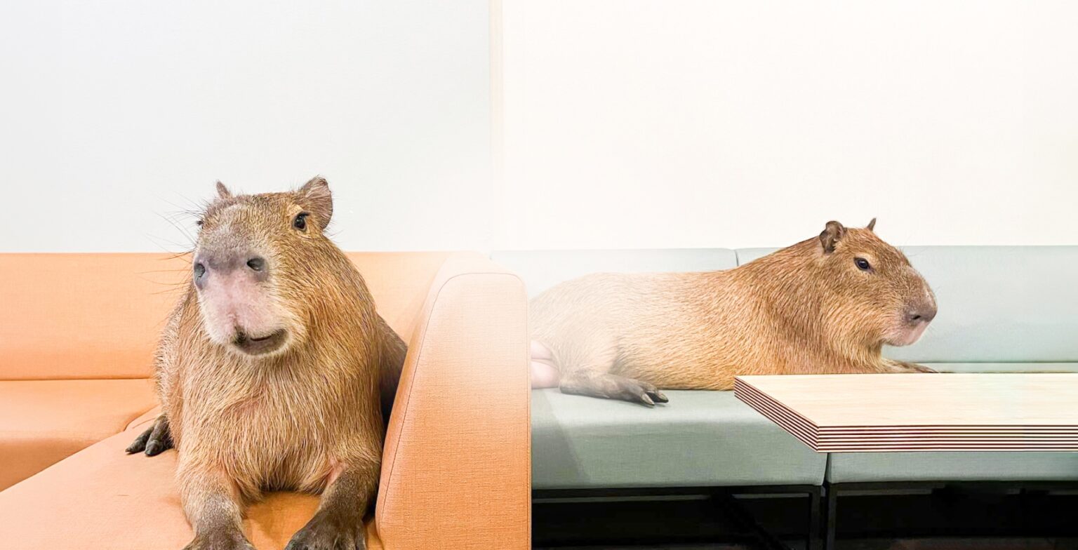 Capybara Cafe in Tokyo | cafe capyba