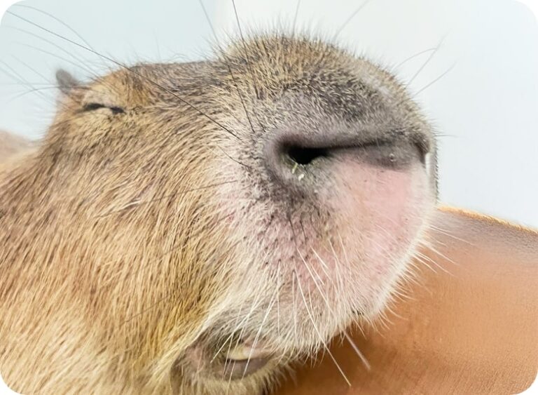 Capybara’s Introduction - capybara cafe in Tokyo