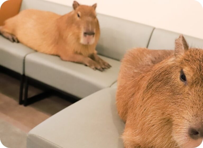 Capybara’s Introduction - capybara cafe in Tokyo