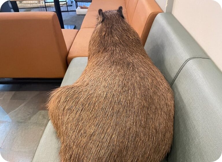 Capybara’s Introduction - capybara cafe in Tokyo