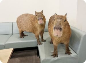 Capybara’s Introduction - capybara cafe in Tokyo