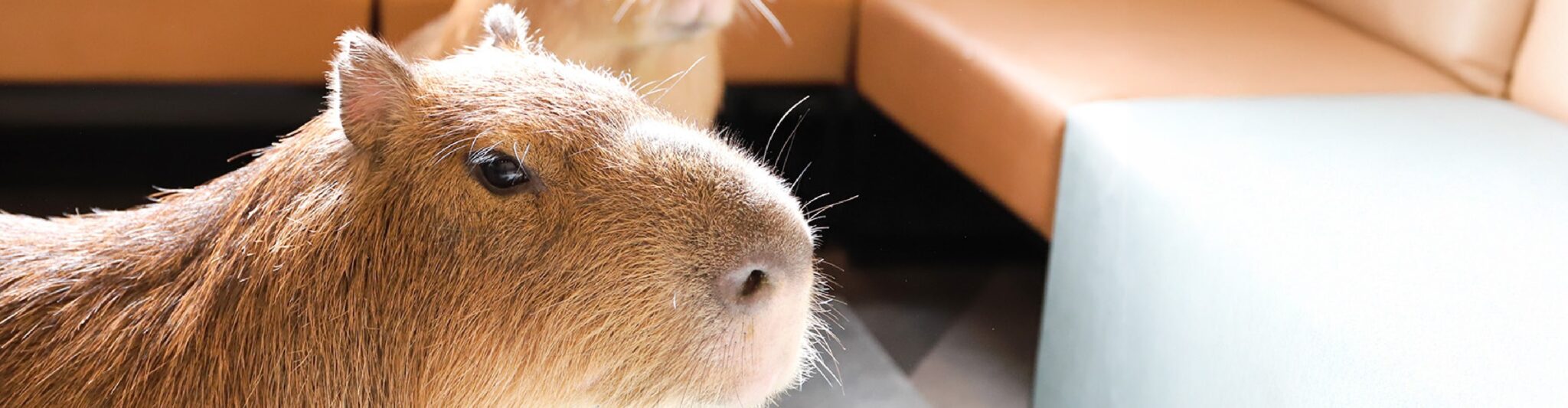 Capybara’s Introduction - capybara cafe in Tokyo