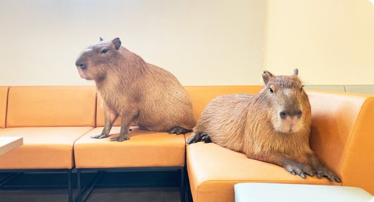 Capybara Cafe in Tokyo, JAPAN | cafe capyba