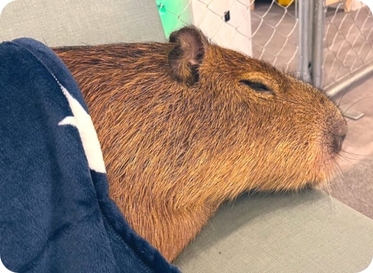 Capybara’s Introduction - capybara cafe in Tokyo