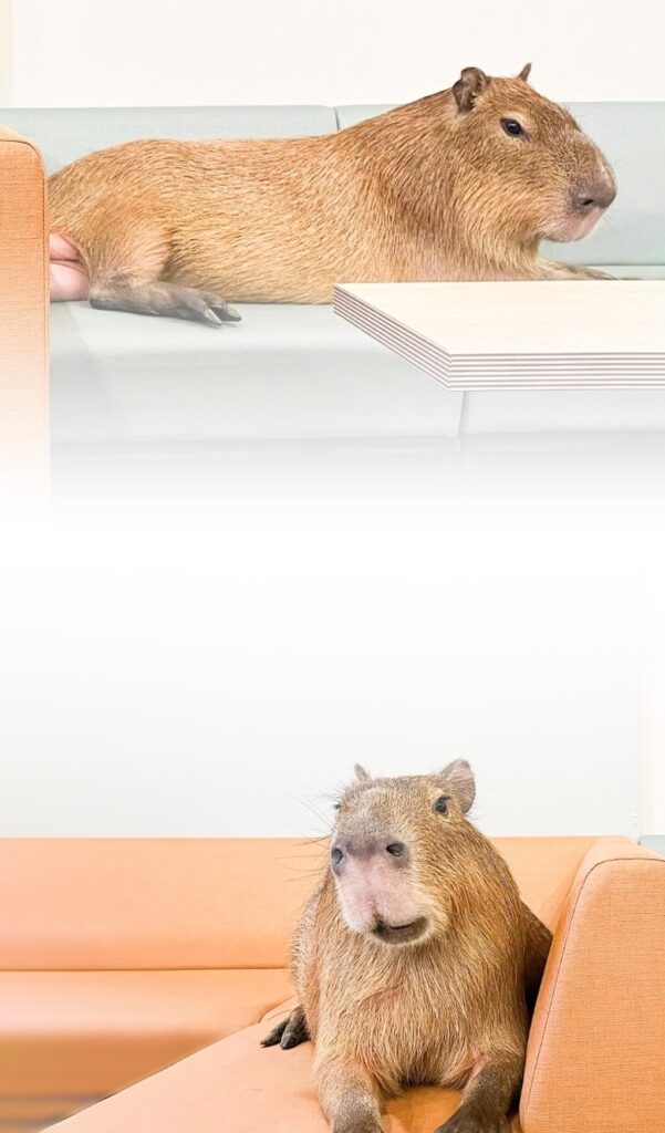 Capybara Cafe in Tokyo | cafe capyba