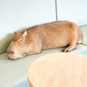 Capybara Cafe in Tokyo, JAPAN | cafe capyba