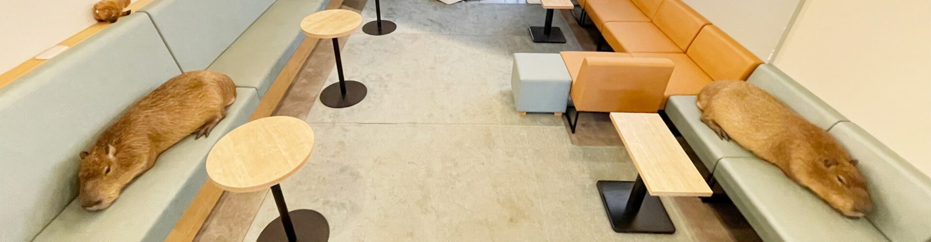 ご予約について - cafe capyba カピバラカフェ 東京都墨田区