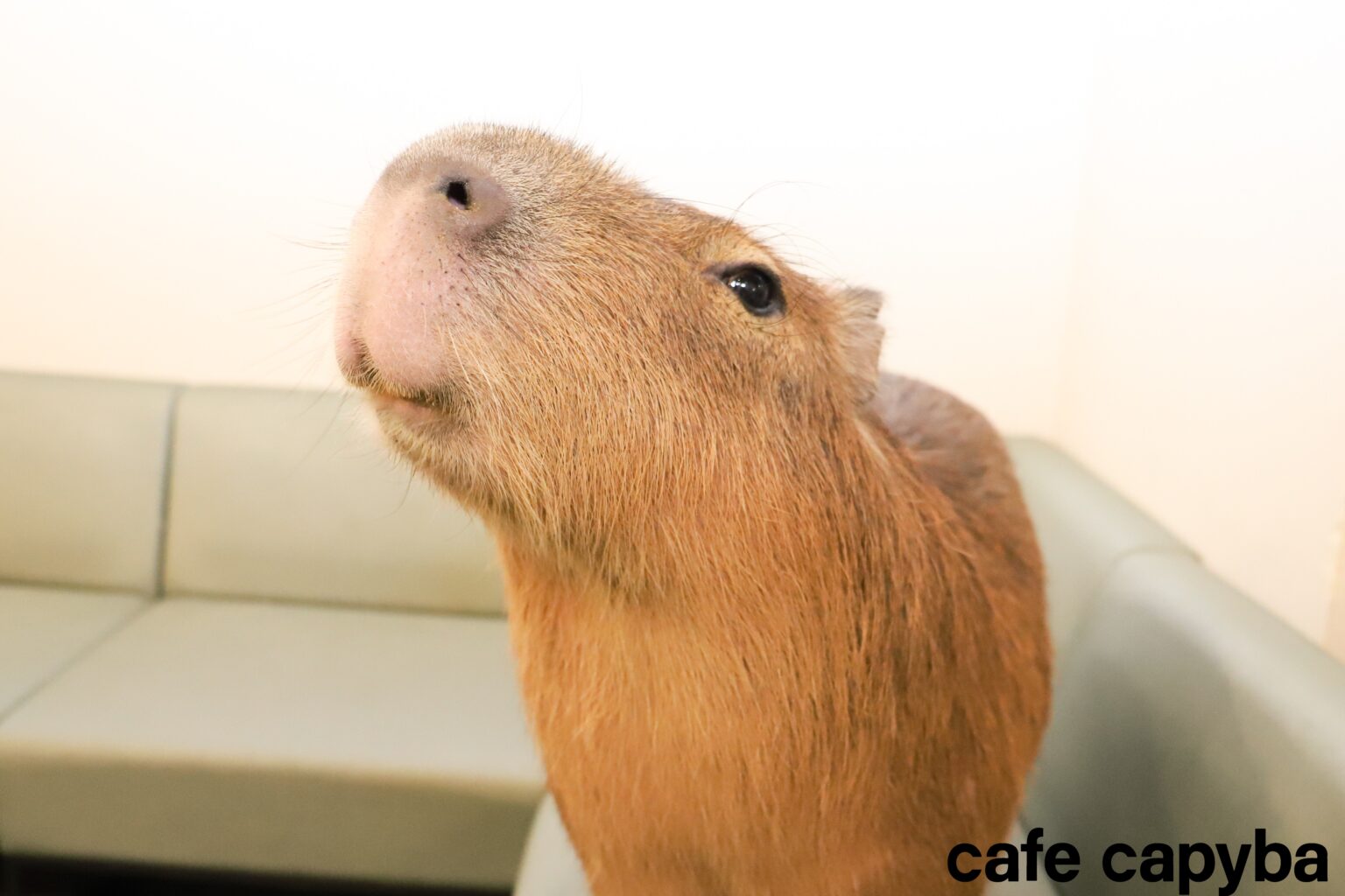 News - capybara cafe in Tokyo